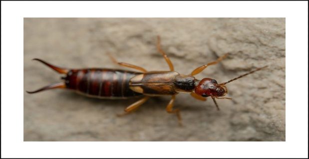 PTCondo.com|Earwigs! Scary Looking, But Harmless…